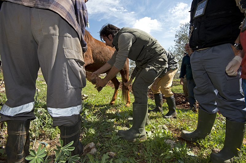 Spanish vets treat 20,000 cattle in 10 days | UNIFIL